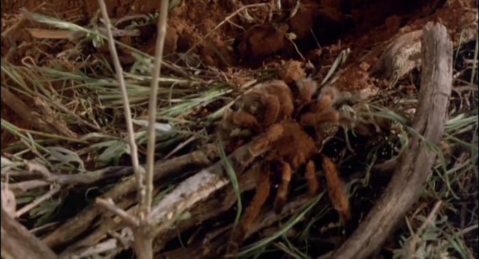 [Film] L'Horrible Invasion, de John ‘Bud’ Cardos (1977) - Dark Side Reviews