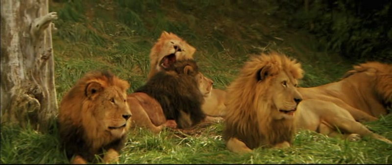 [Film] Roar, de Noel Marshall (1981) - Dark Side Reviews