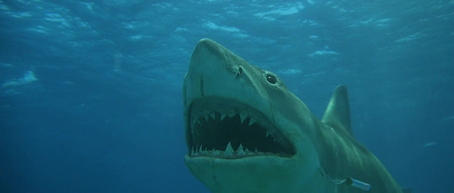 [Film] Les Dents de la Mer 4 : La Revanche, de Joseph Sargent (1987 ...