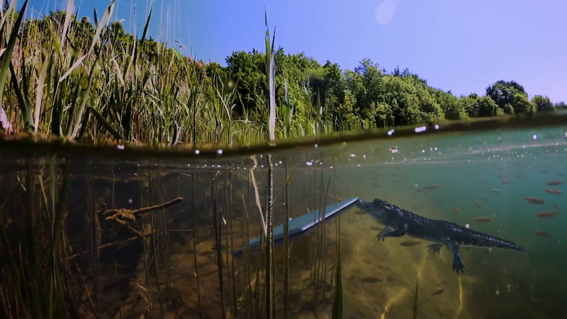 [Film] Bad CGI Gator, de Danny Draven (2023) - Dark Side Reviews